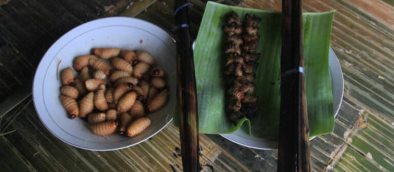 Ulat Sagu Mentawai : Manfaat, Proses Panen dan Fakta Lengkap