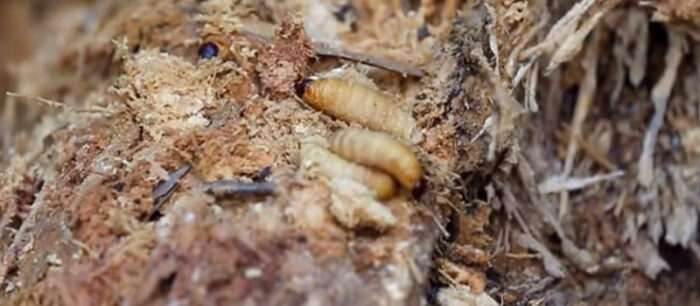 Ulat Sagu Mentawai : Manfaat, Proses Panen dan Fakta Lengkap